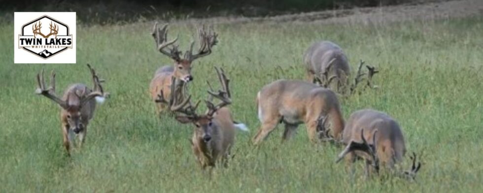 NORTH CAROLINA - Best Trophy Whitetail Hunts